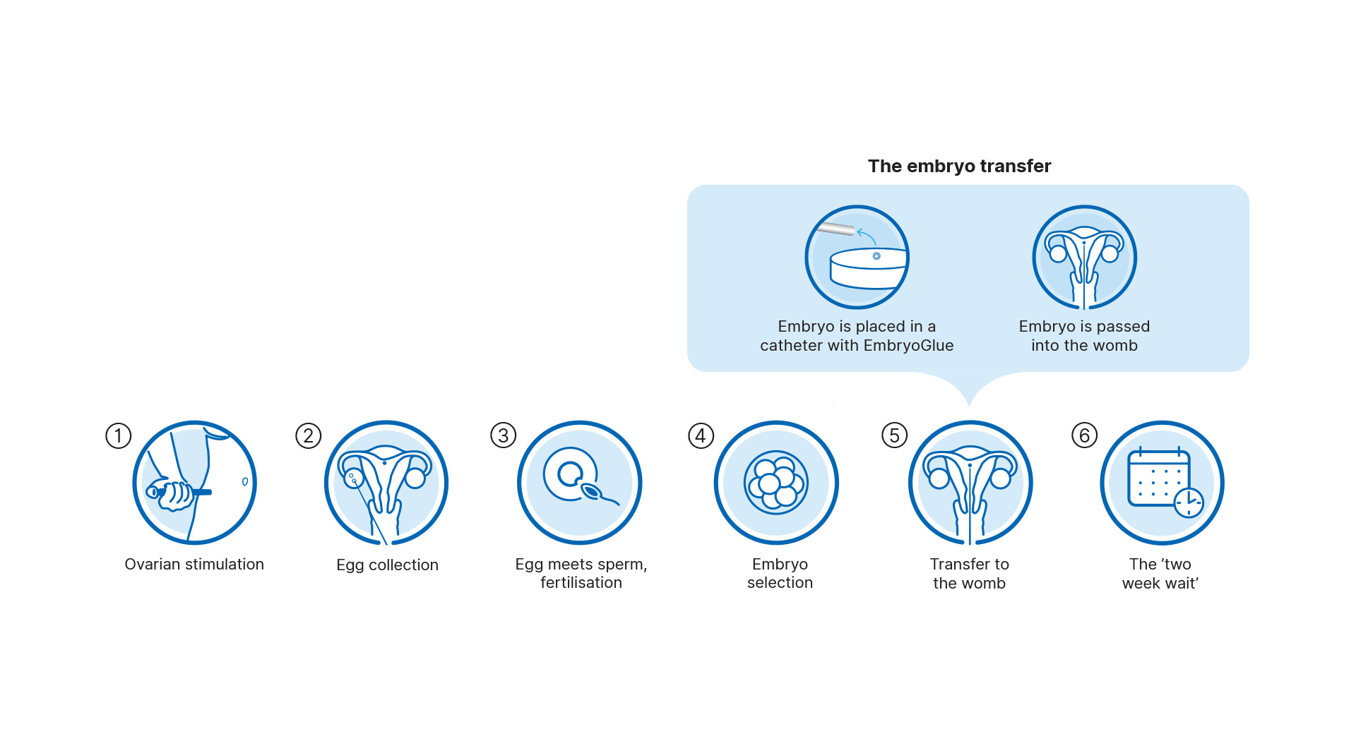 Embryo Development After Ivf Transfer