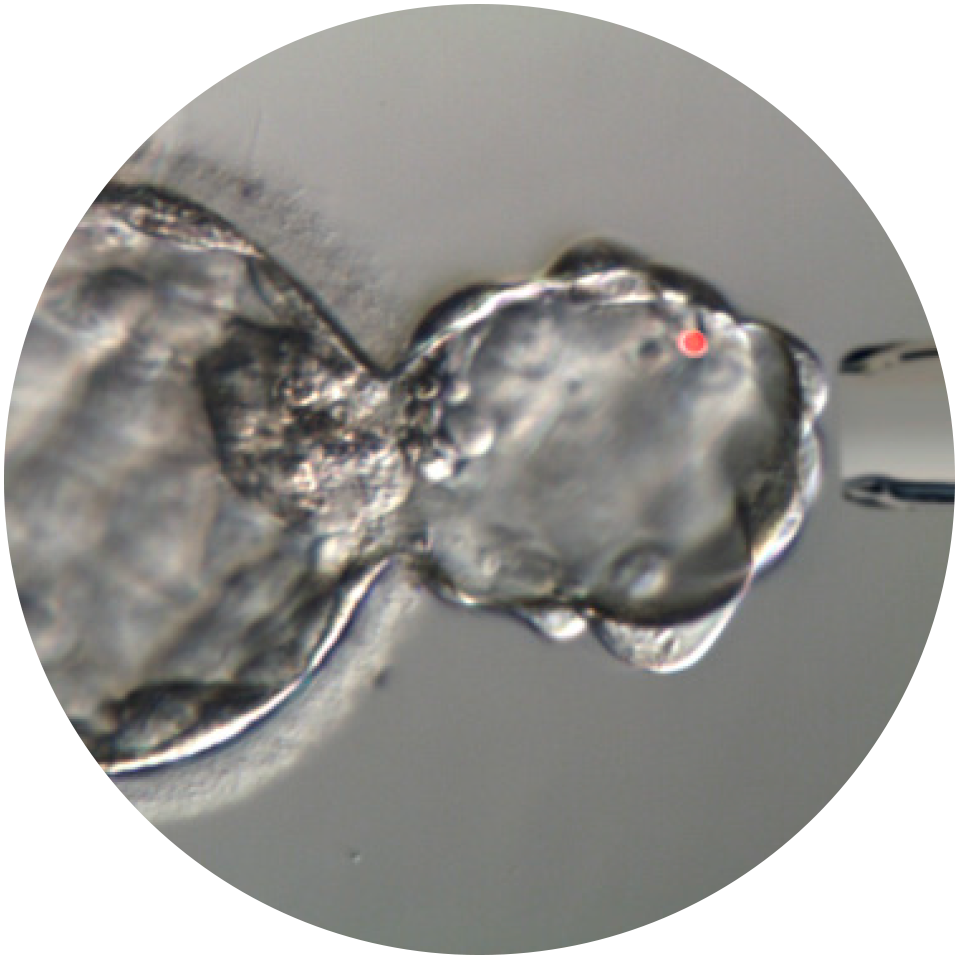 Embryo biopsy - Vitrolife
