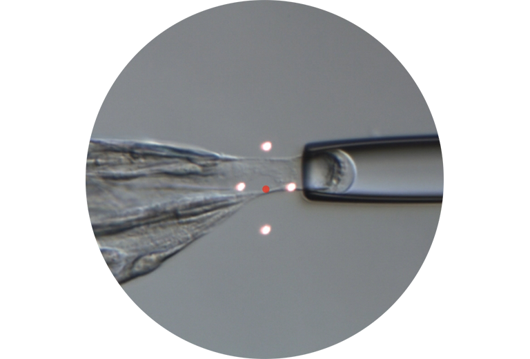 Octax Laser & imaging systems - Vitrolife